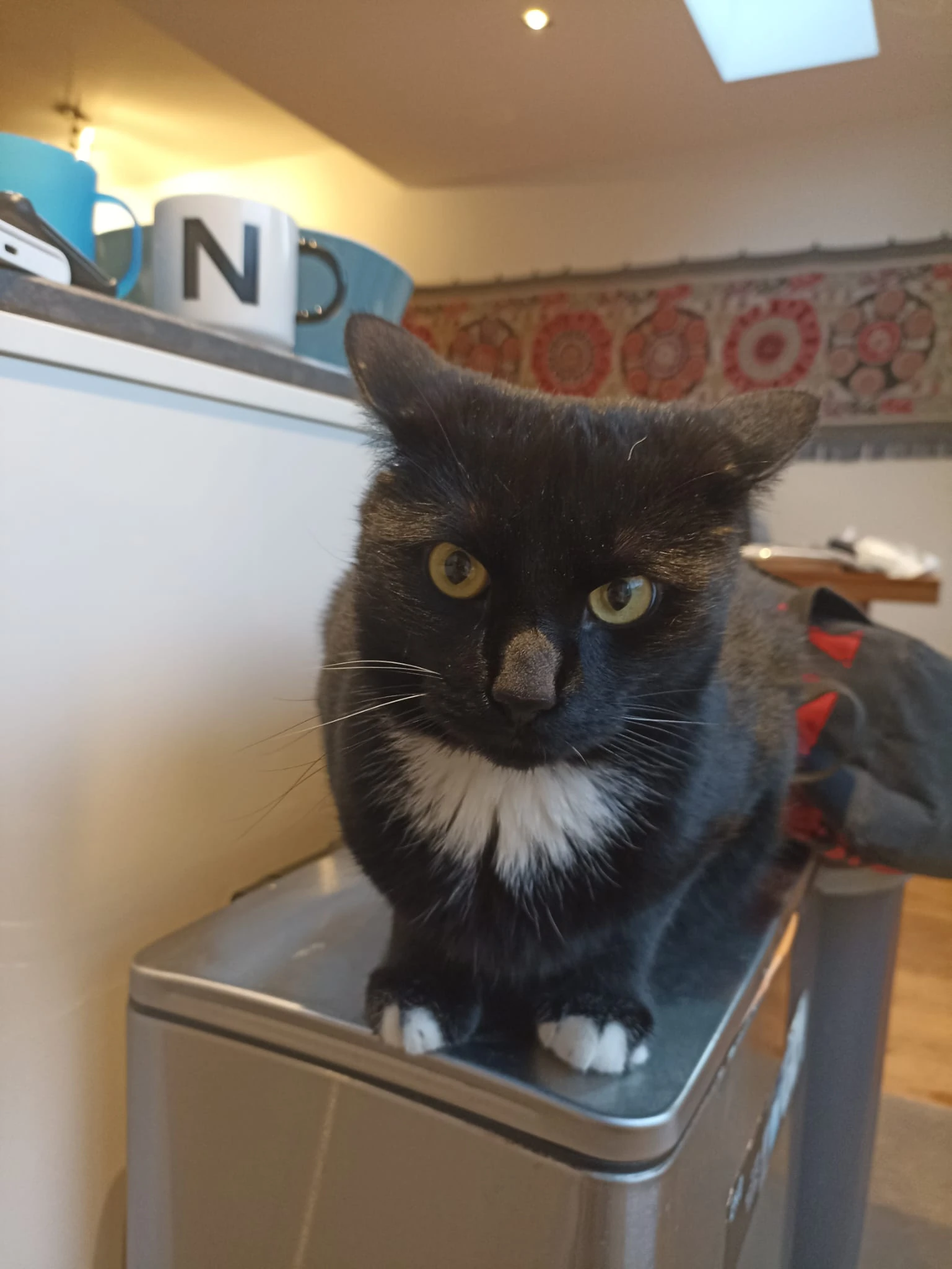 Daily Cat Image #655 | Fandom