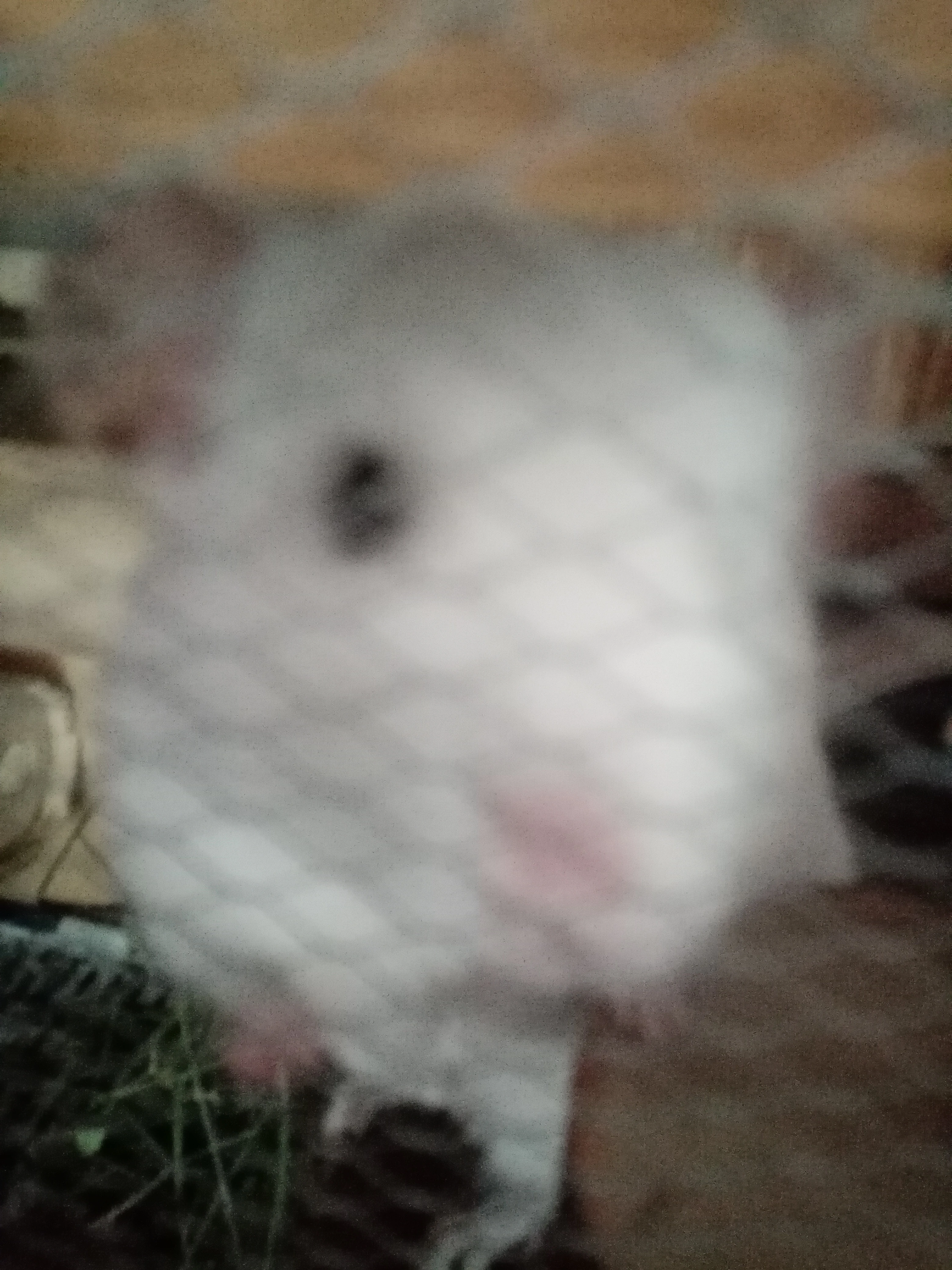 Chinchilla game | Fandom