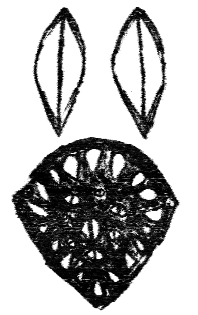 ay one six tea | Fandom