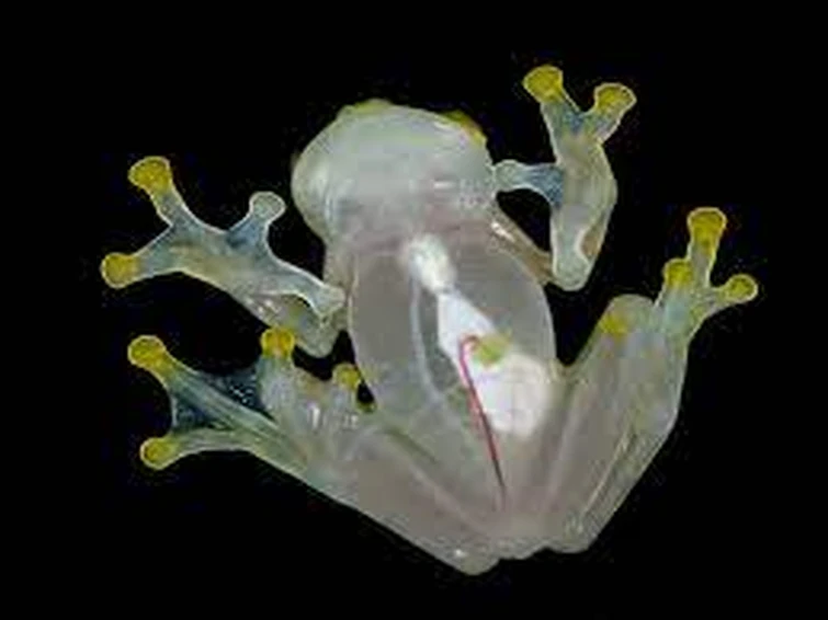 Gurava headcannons and art! | Fandom