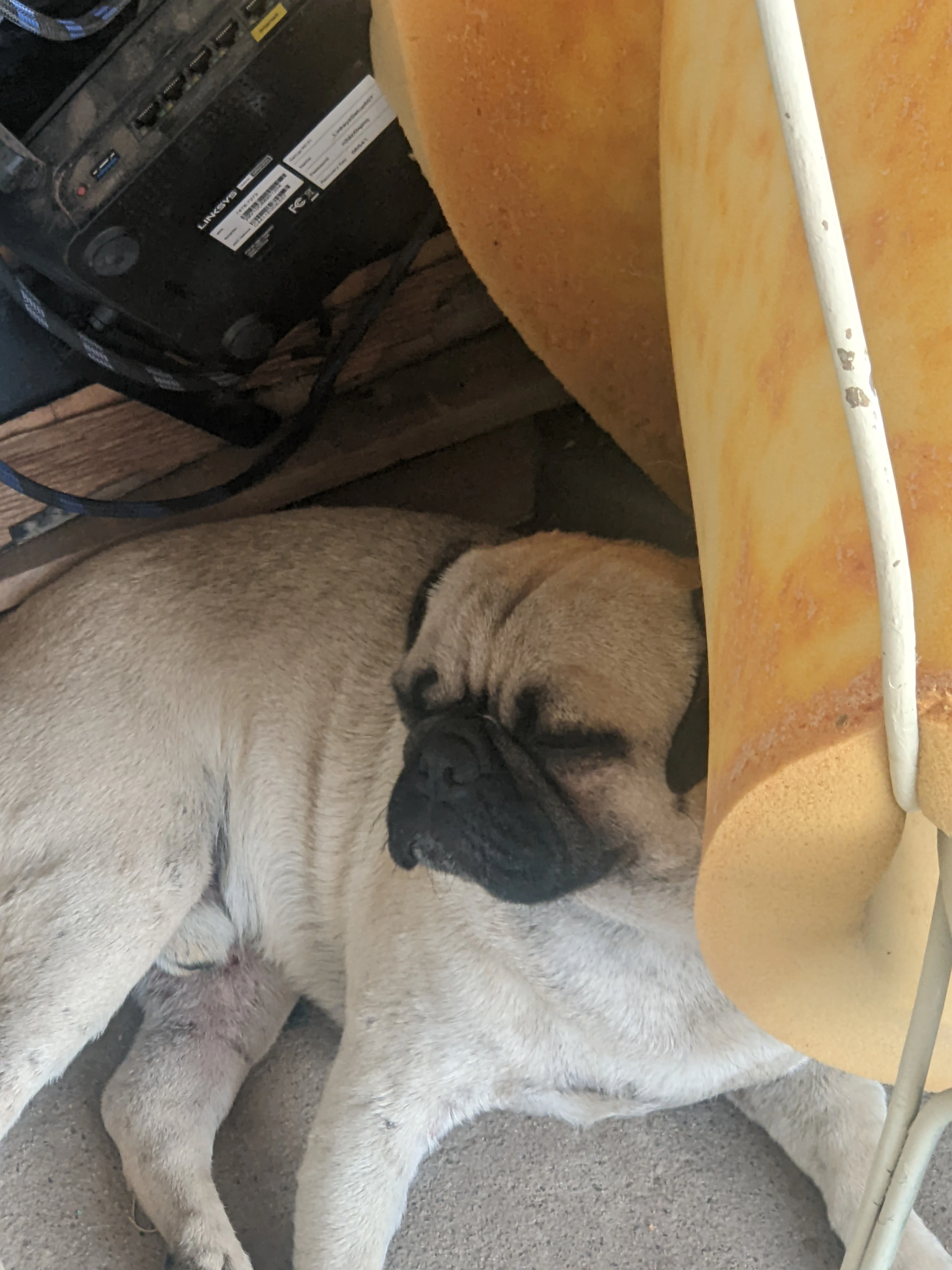 2k dog reveal except I remember to do it! | Fandom