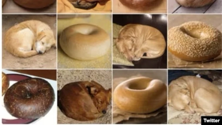 whats your favorite doggie breed? | Fandom