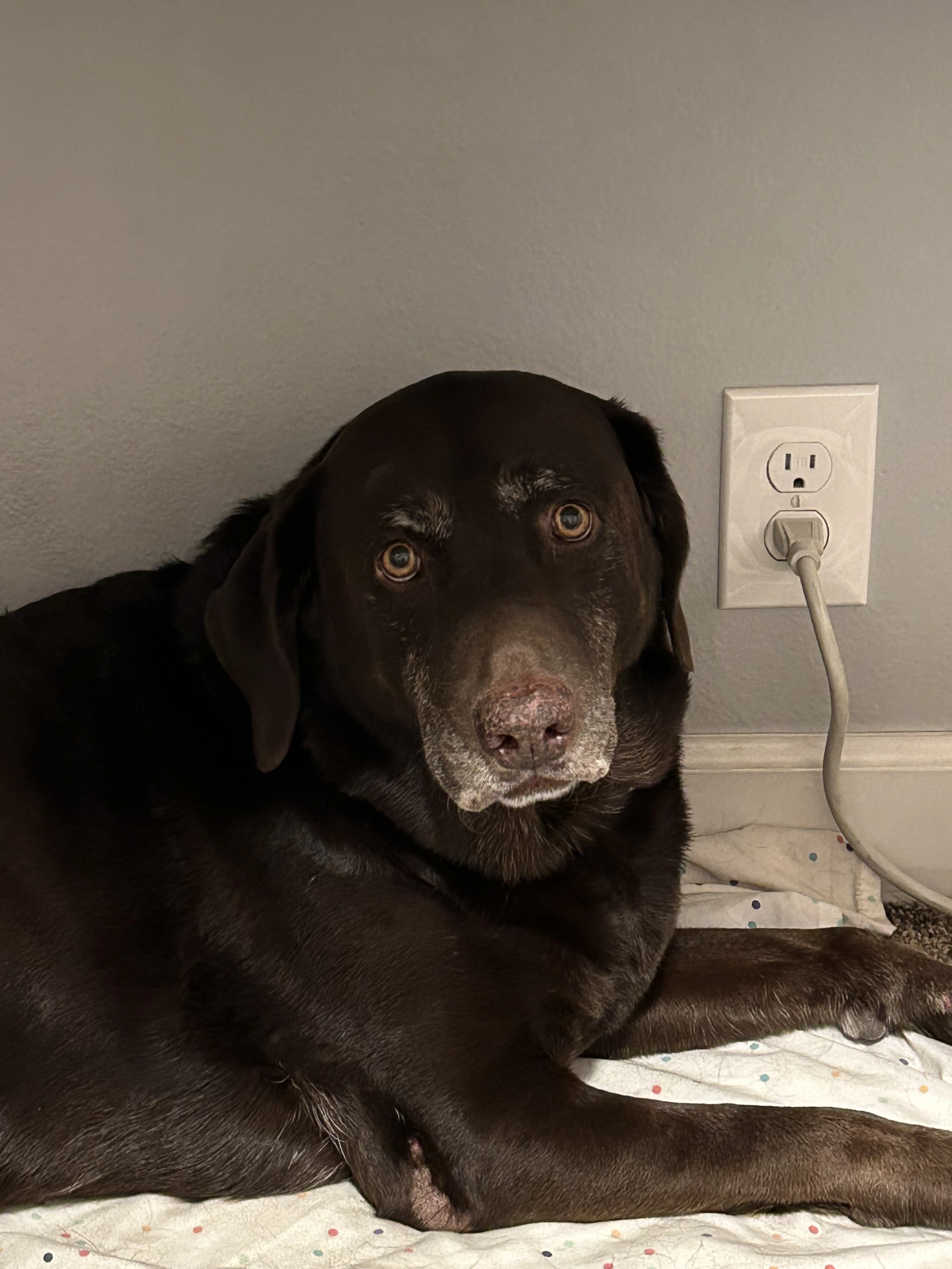 Isn'th myth dog'sth faceth soth beautifulth? | Fandom