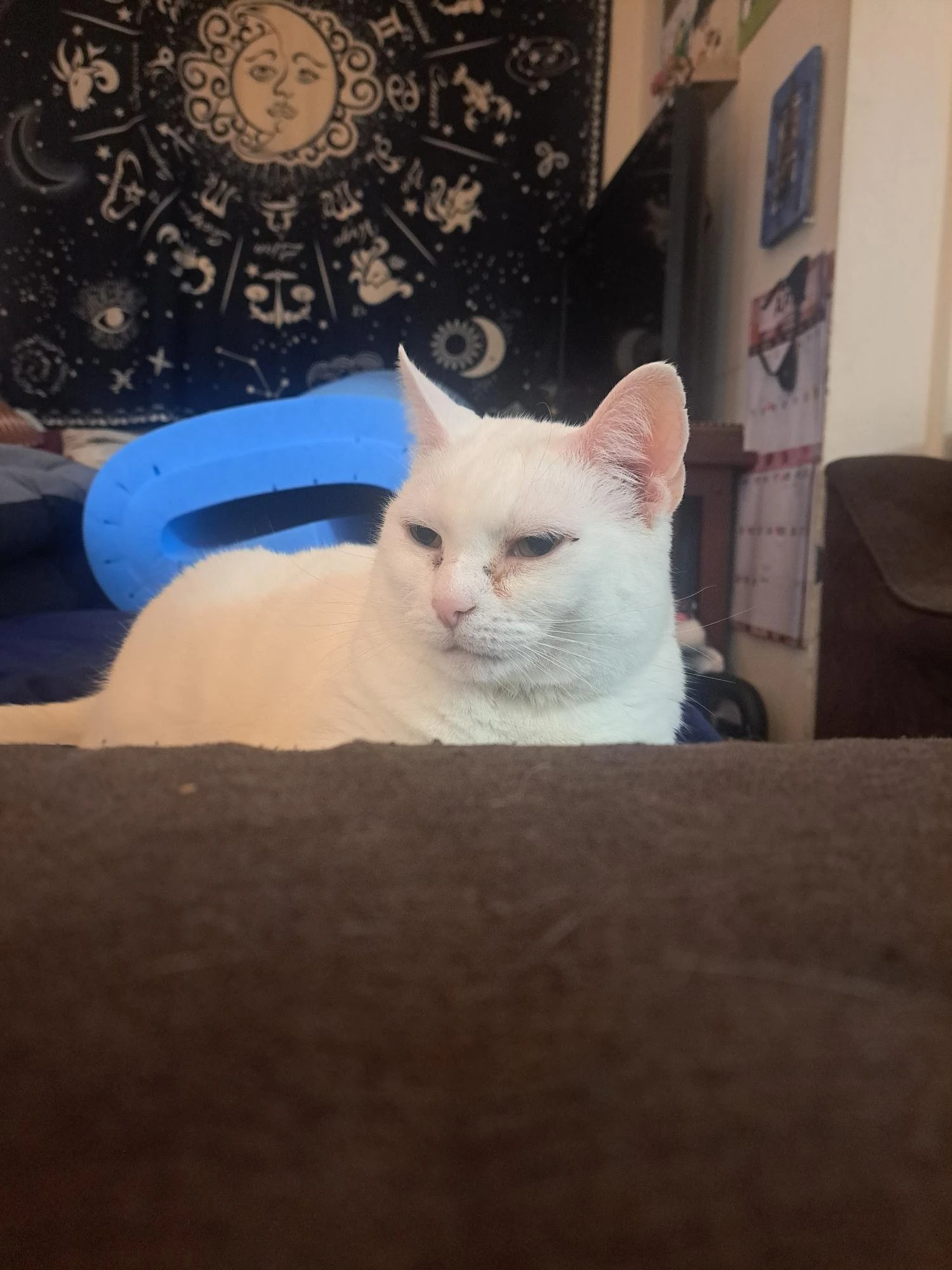 Catch me up on the lore, please 🐀😈 | Fandom