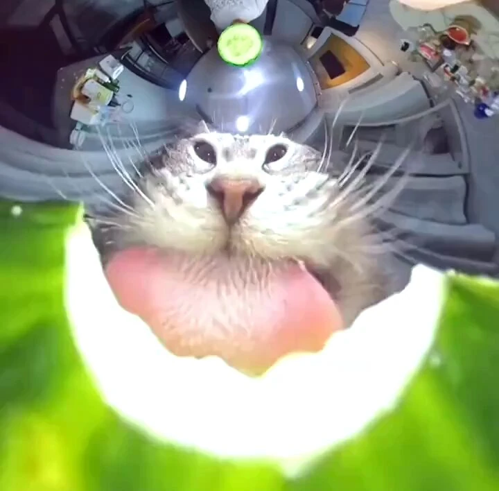 Does anyone remember this post? | Fandom