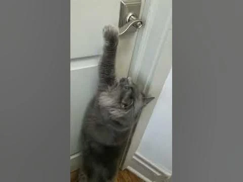 noonie its locked | Fandom