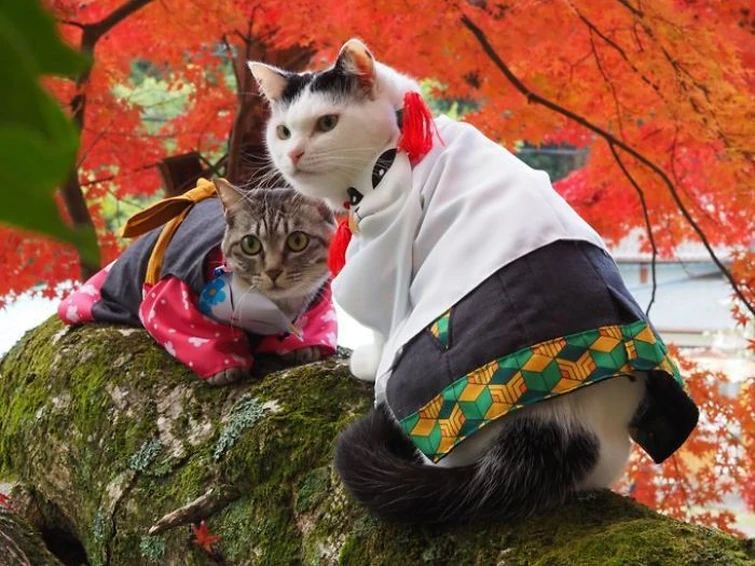 Kimetsu No Yaiba characters as cats | Fandom