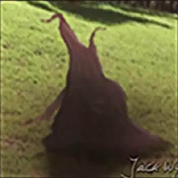 What if we had nature's mockery from Gemini home entertainment in cos ...