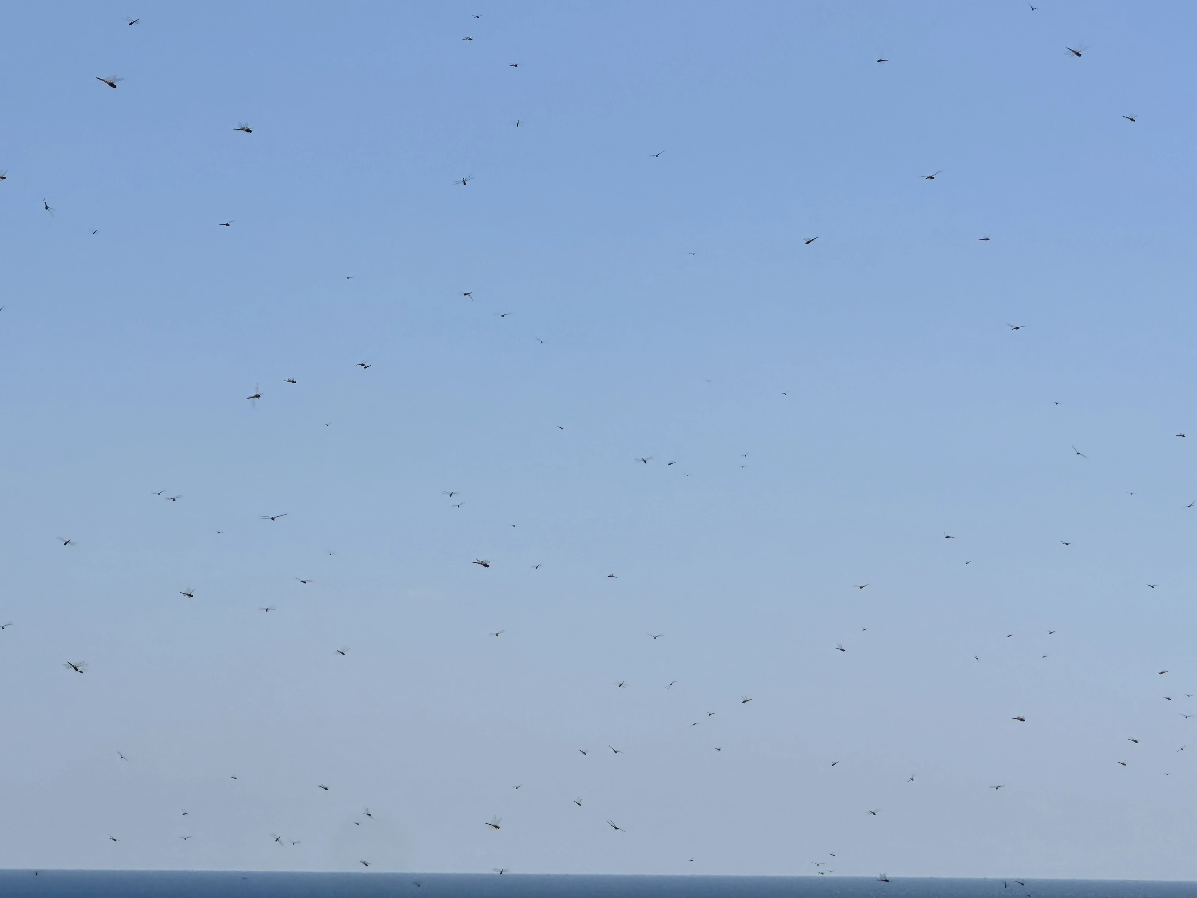 The irl dragonflies are swarming my room again | Fandom