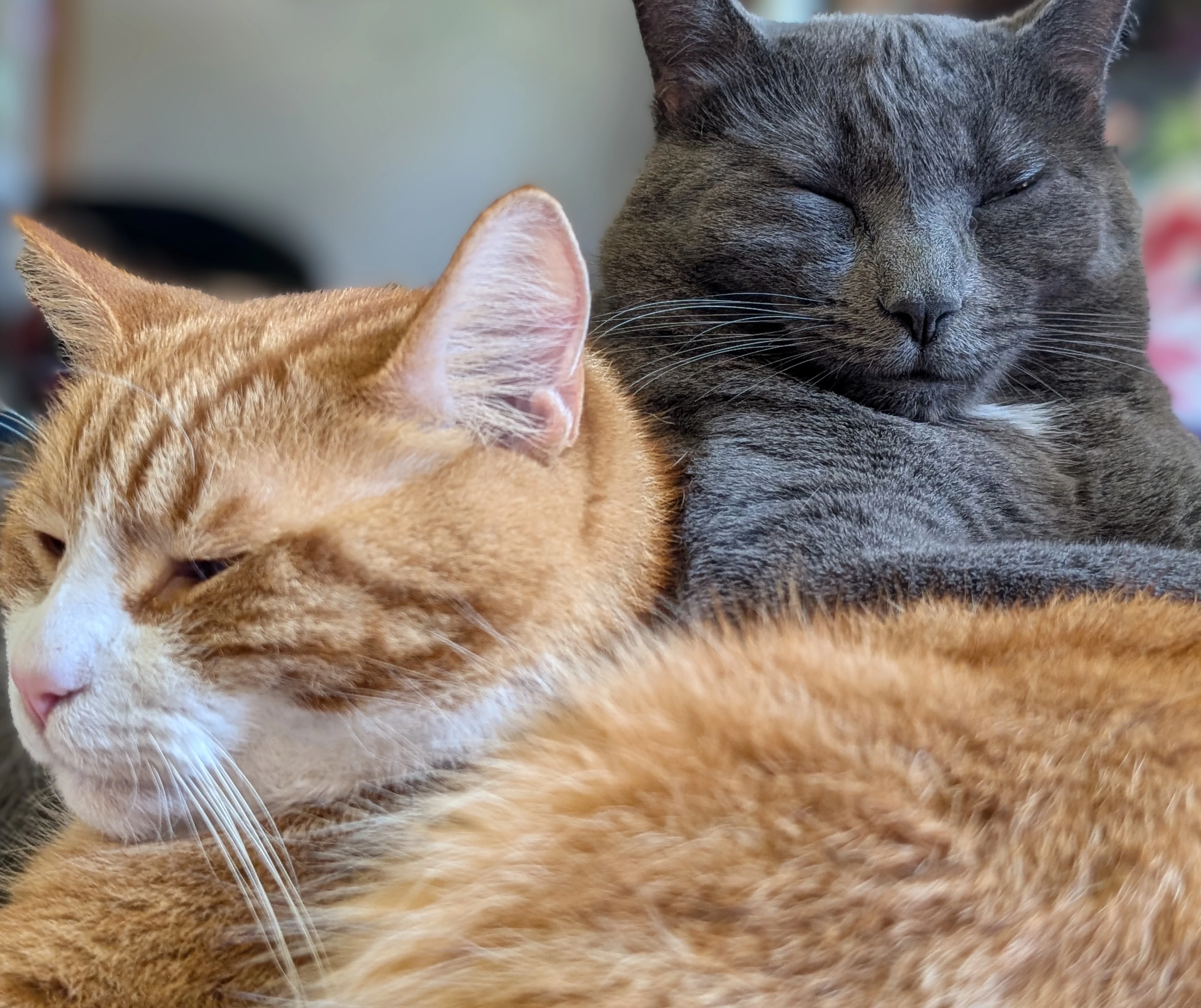 2 CATS | Fandom