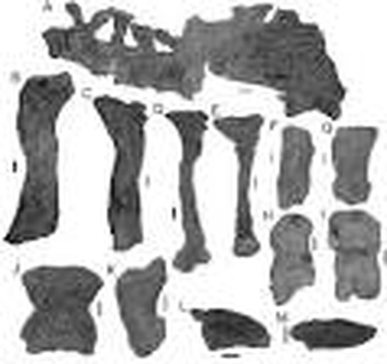 Debate time. What is your opinion about Allosauridae indet? | Fandom