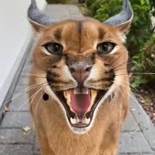 Caracal | Fandom