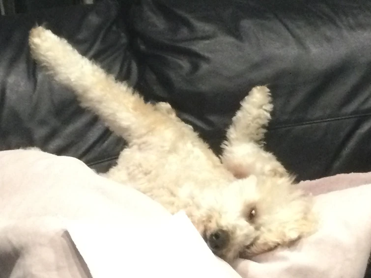 My dog | Fandom