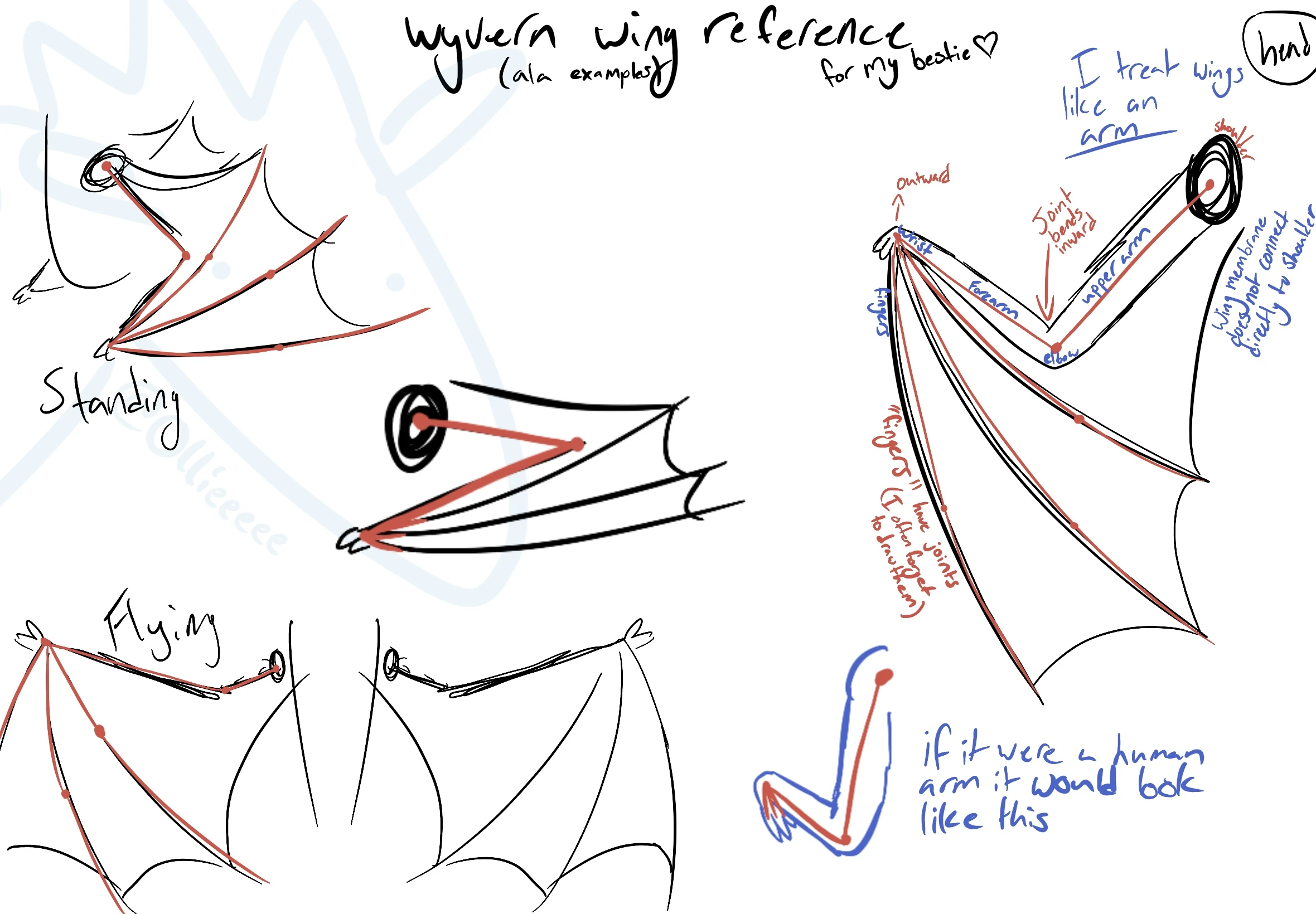 Wyvern wing reference for the pookies | Fandom