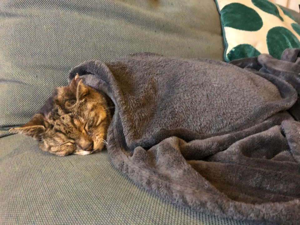 Gib me your cat | Fandom