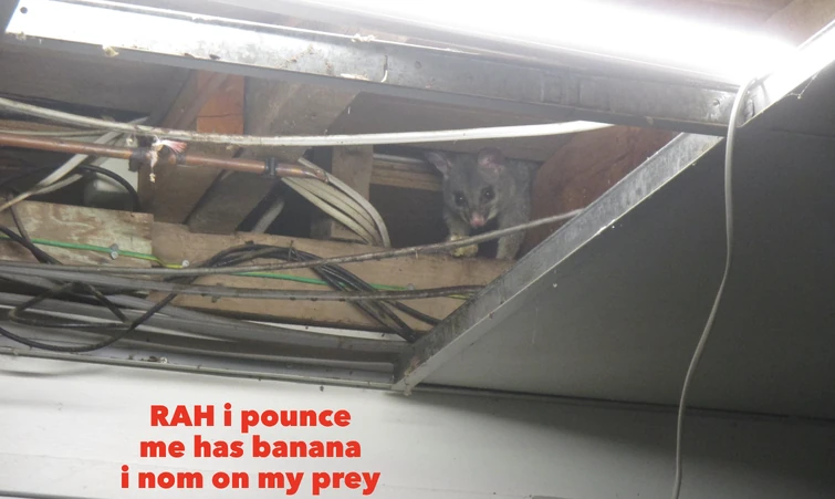aussie possum meme but the little bubby is in my ceiling rn 💕💕 (normal ...
