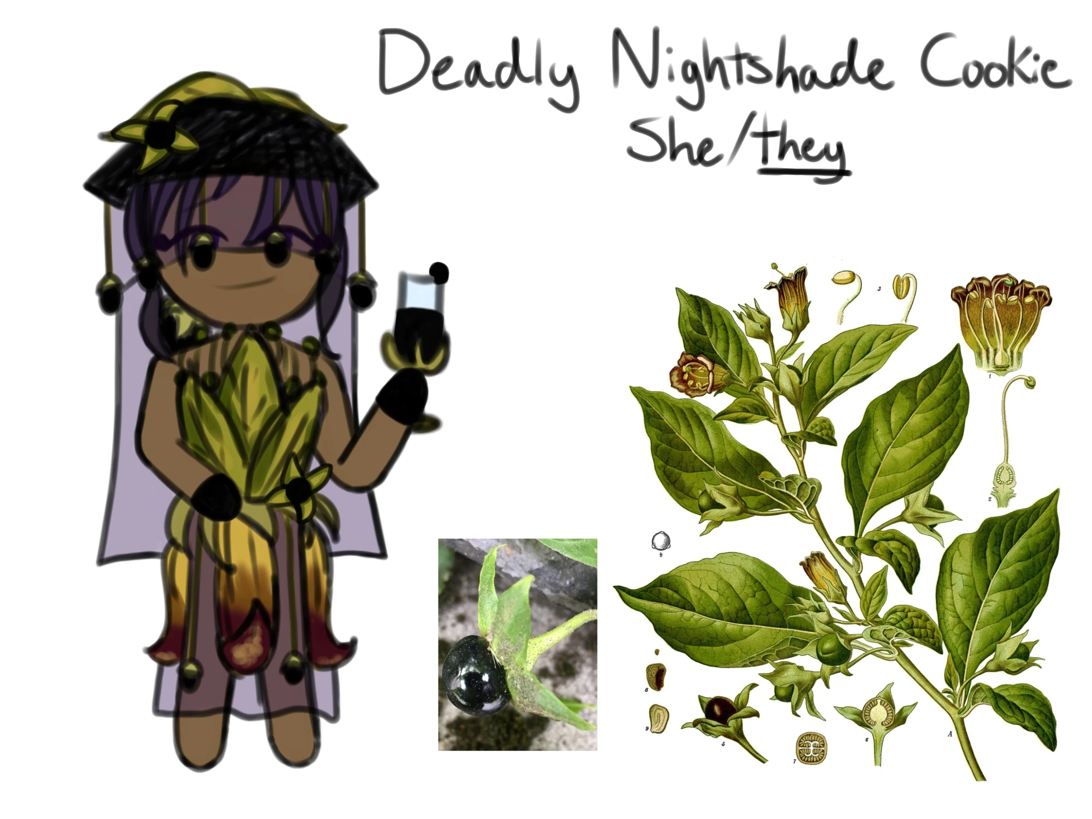 mmmm poisonous cookie oc info | Fandom