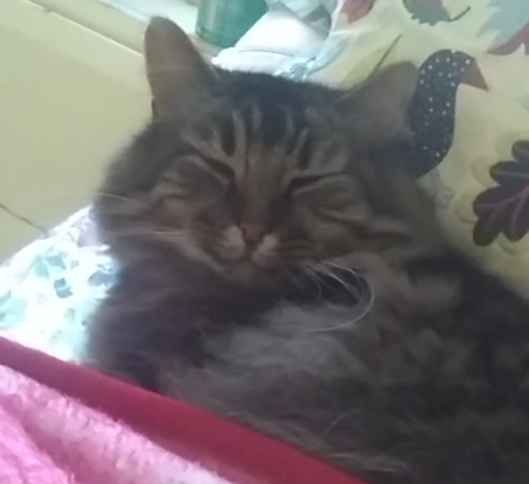 Do not be fooled by Borgie's cuteness | Fandom