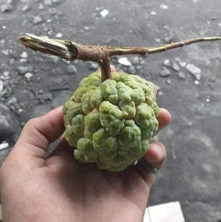 what fruit | Fandom