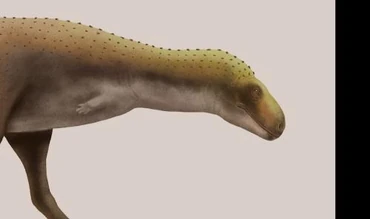 Discuss Everything About Dinopedia | Fandom