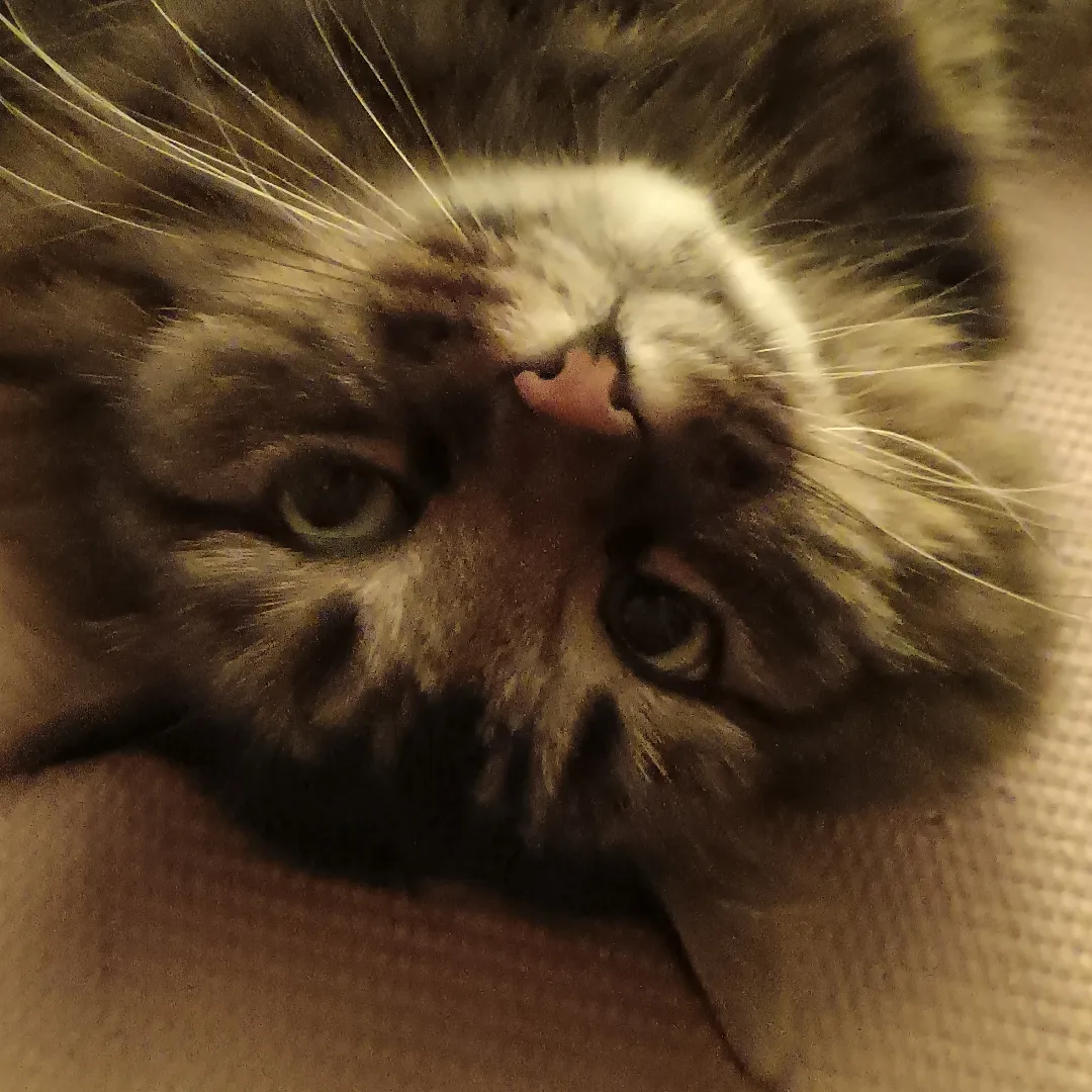 Bro my cat | Fandom