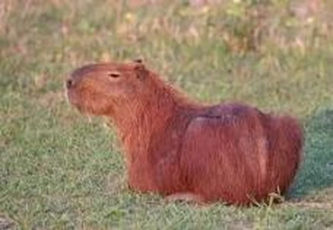 What’s a cuter animal | Fandom