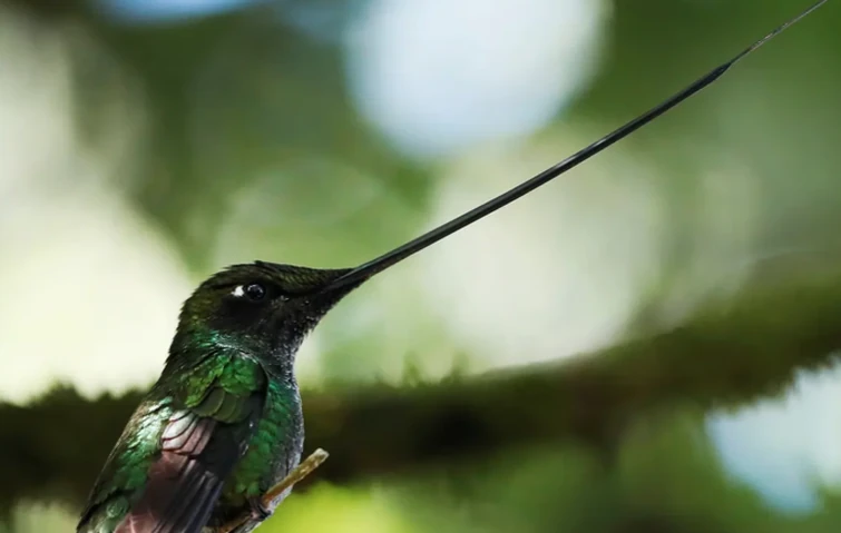 Akorbik Anatomy Study!! | Fandom