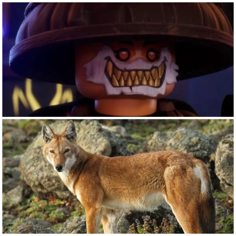 Rox and Nokt as Wolves | Fandom