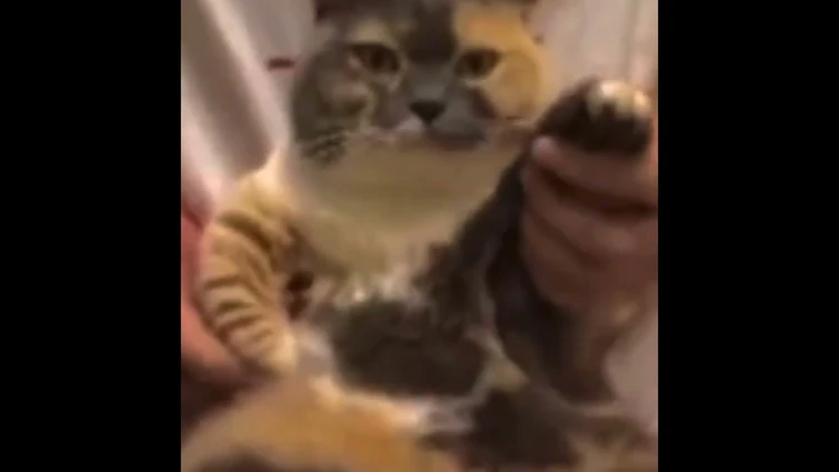 Such a funny little guy doing such a funny little dance | Fandom