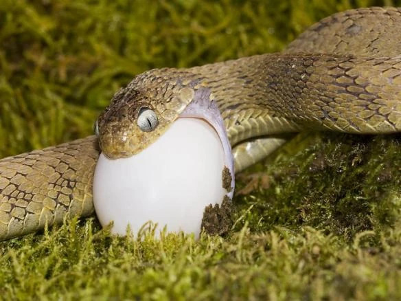 Is Snake Fruit Cookie able to unhinge their jaw to eat large food? | Fandom