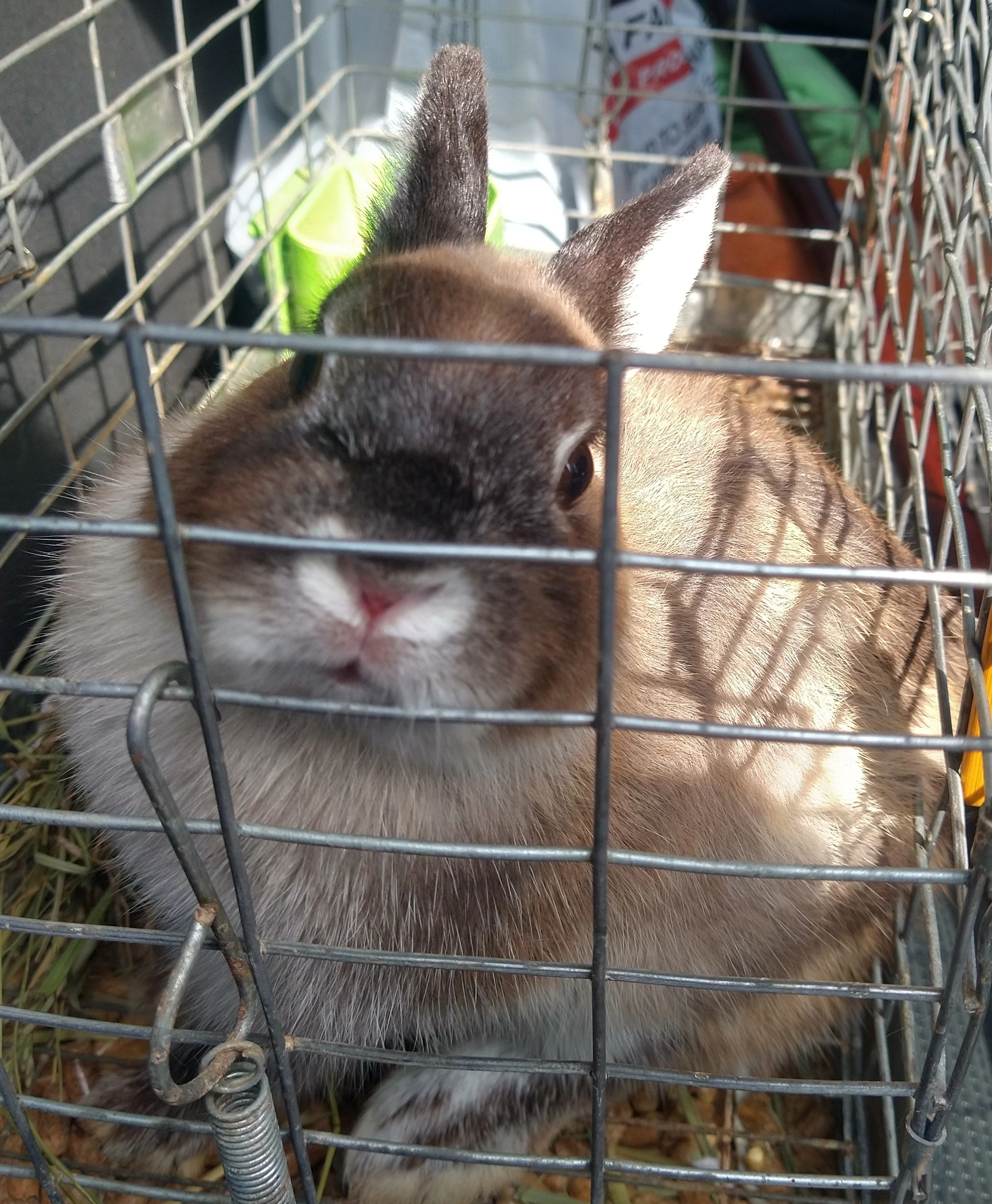 New Bnuuy :3 | Fandom