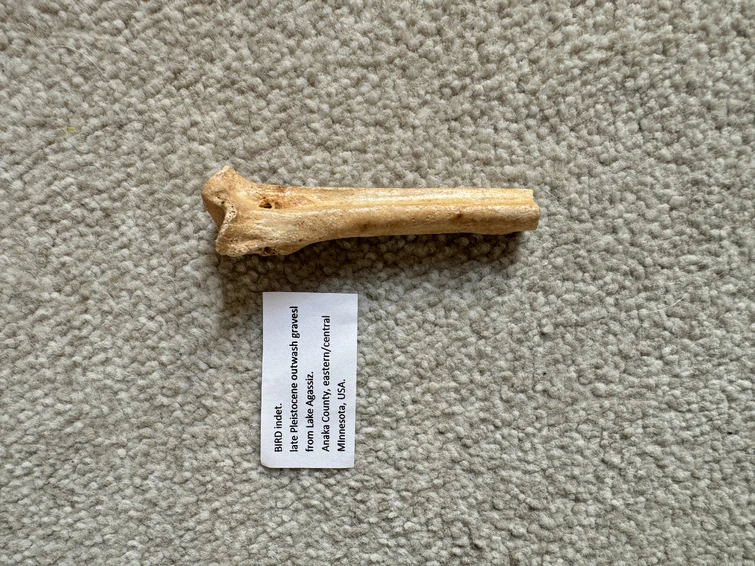 Dinopedia IDs this bird femur fossil | Fandom