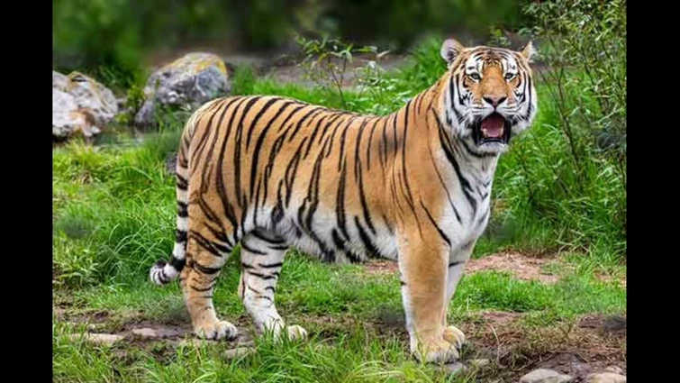 It's about time we know about Disneynature's Tiger: | Fandom