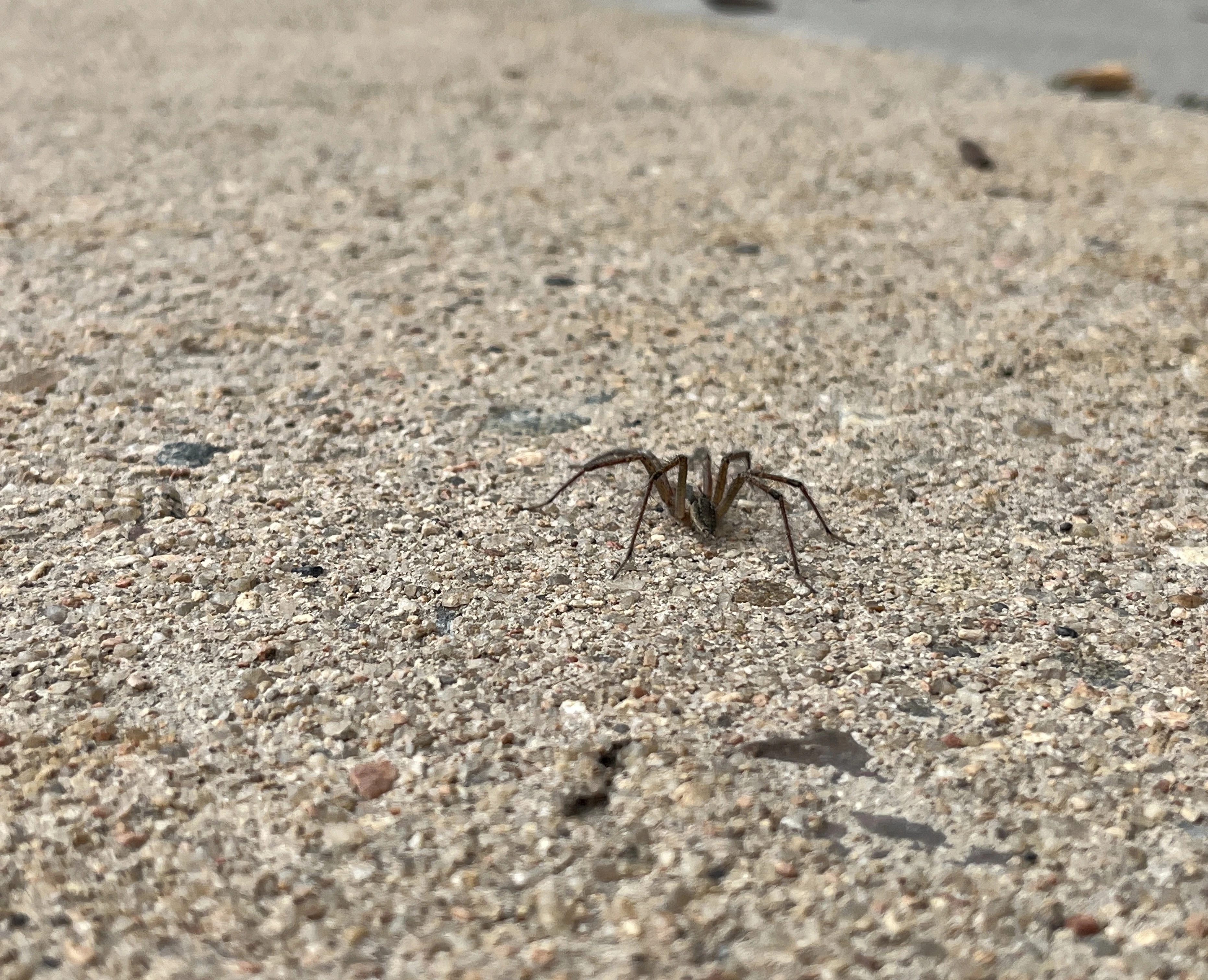 pr3ty big spider i found while out on a walk | Fandom