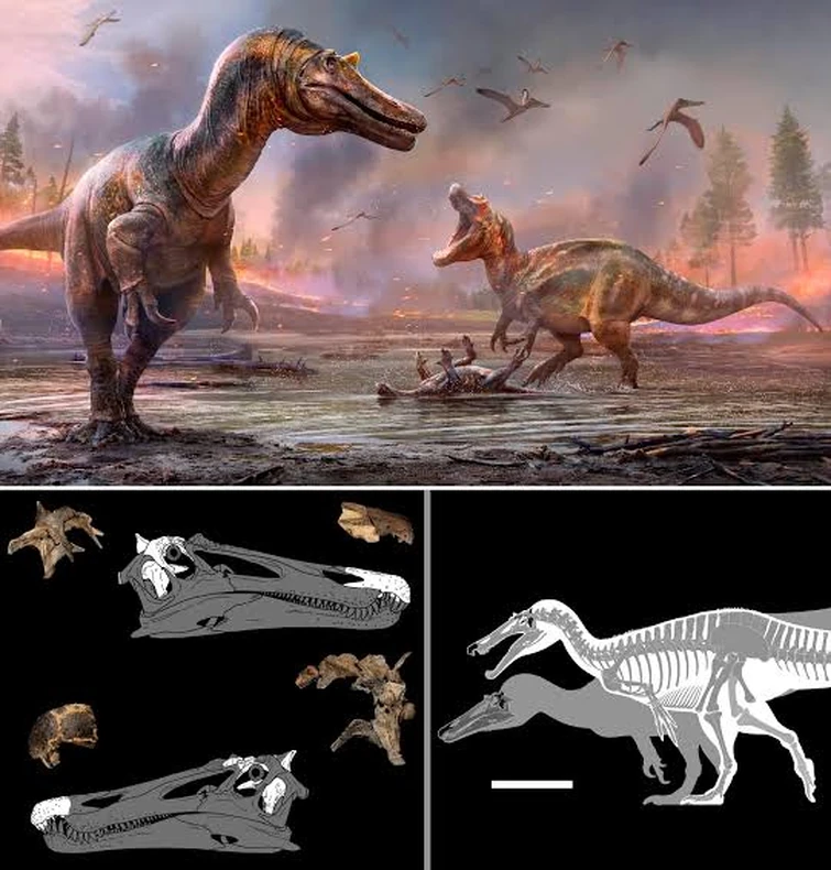 Which spinosaur has the longest snout? | Fandom