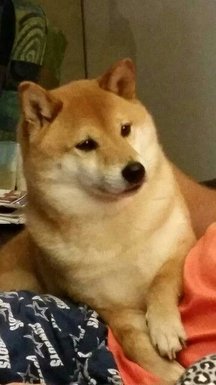 Shiba Inu drawing | Fandom