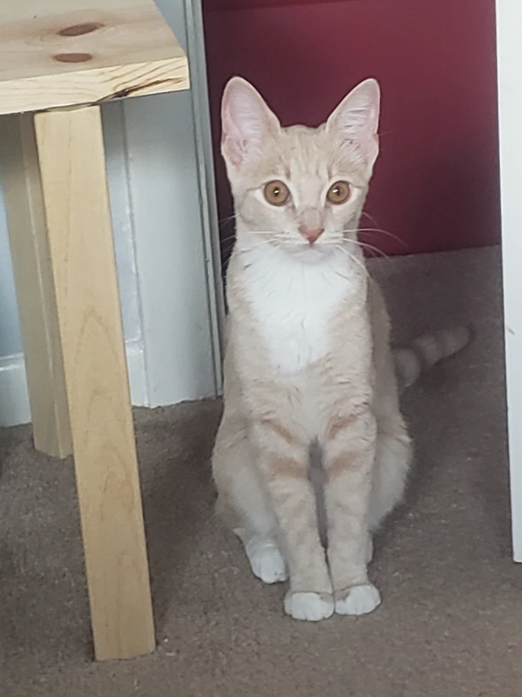 im going to make a beautiful simp drawing who wants to be the simppp ...