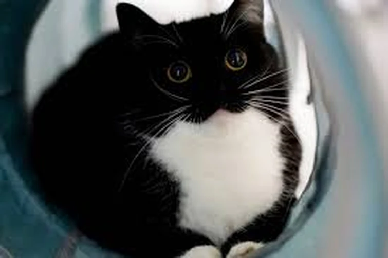 Mono Comforting you having Anxiety attack Headcanon | Fandom