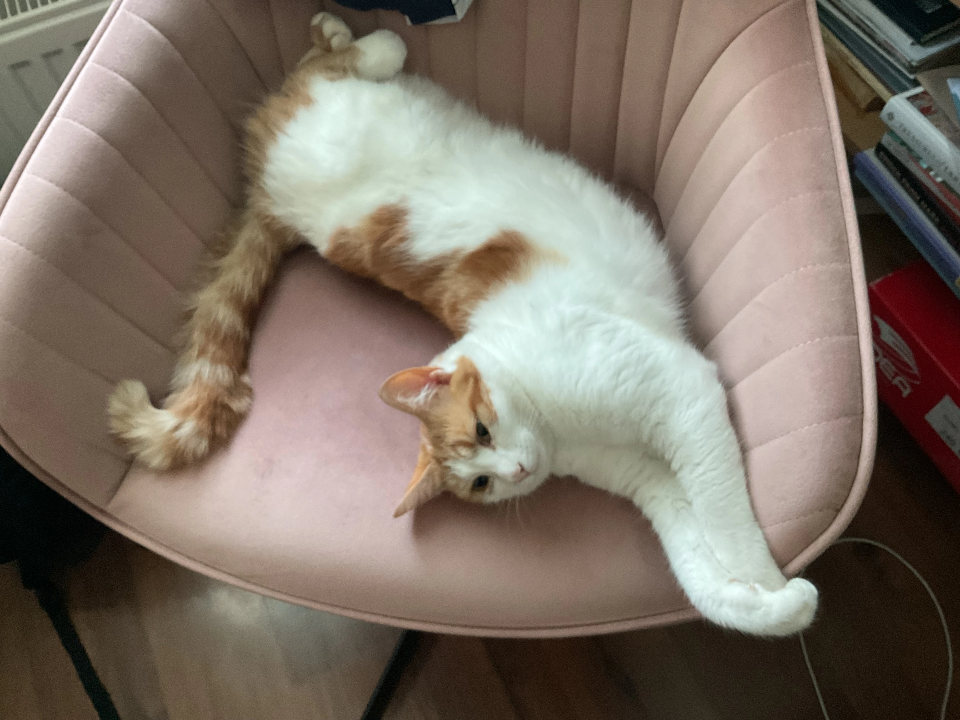 Daily Dose of Peanut | Fandom