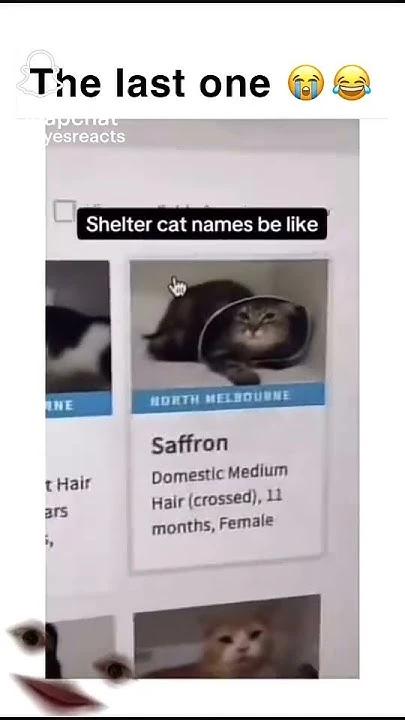 shoutout to dave this week | Fandom