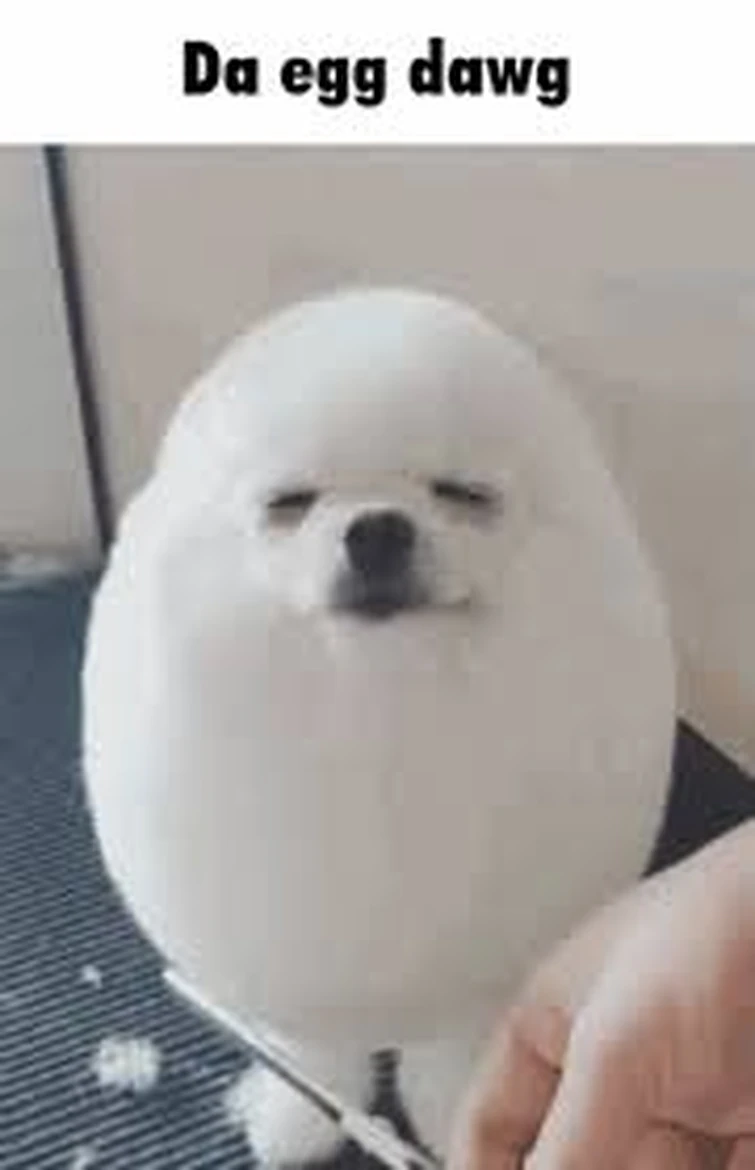 Egg Dog Adoption Center Joke RP | Fandom