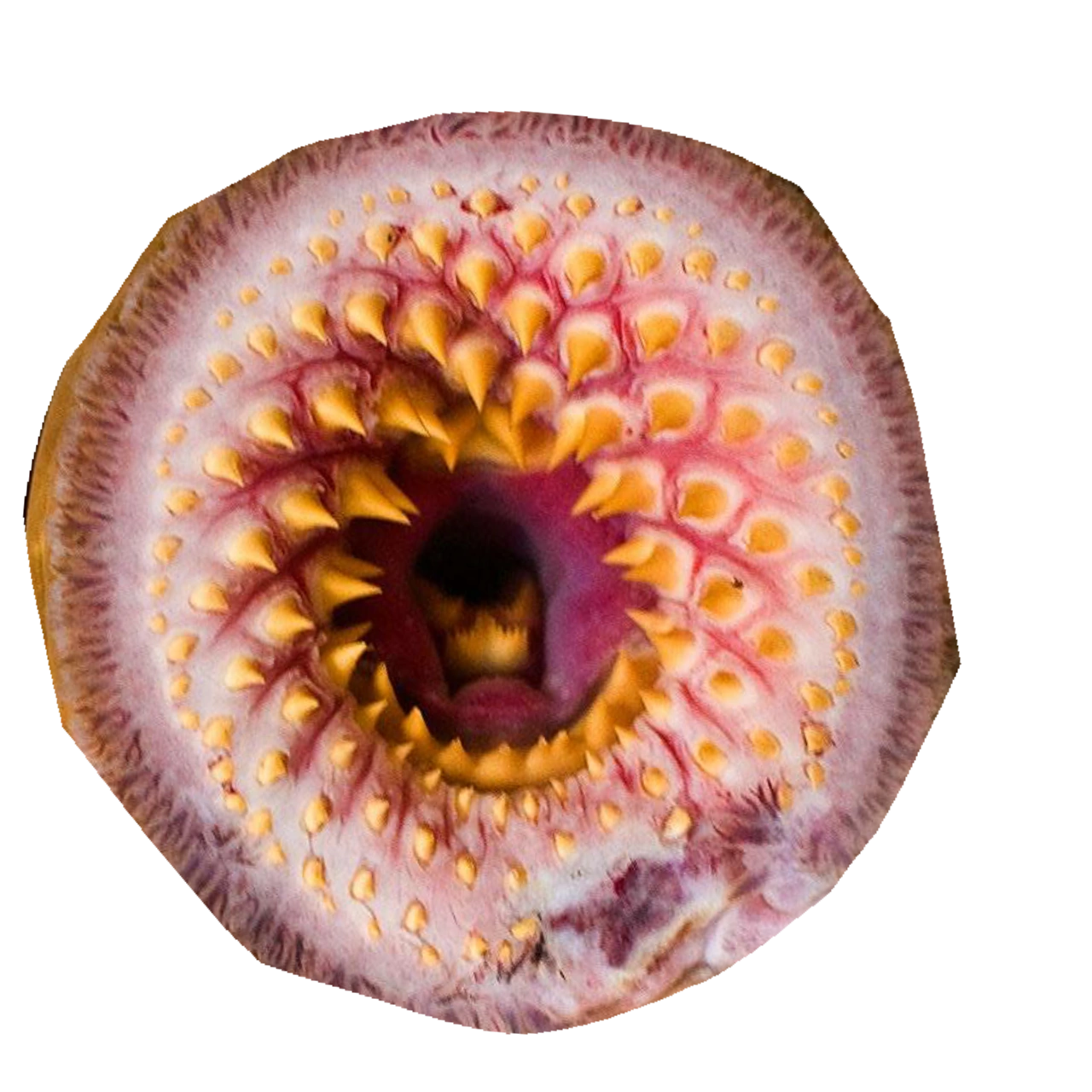 eye mouth template thingie | Fandom