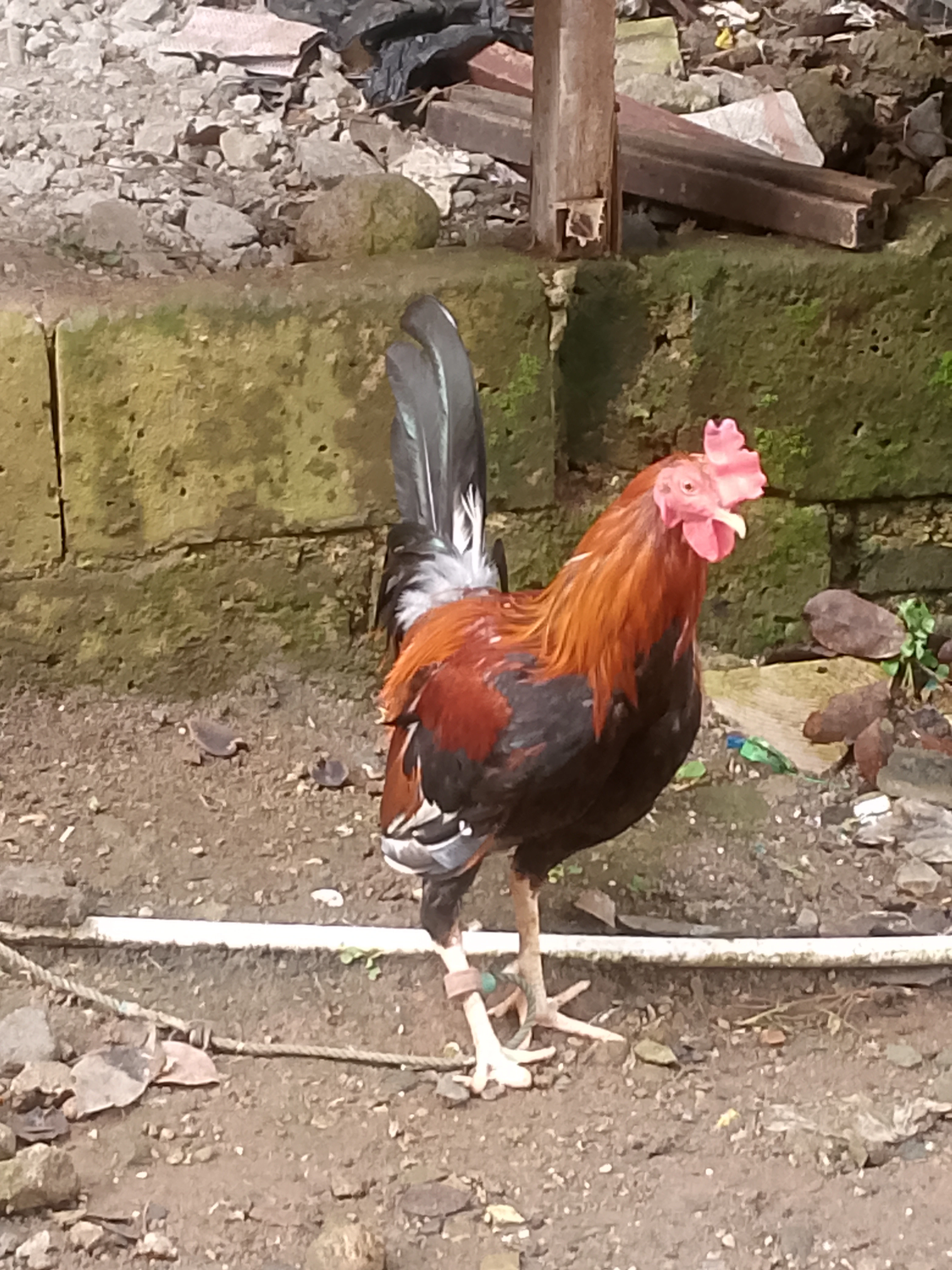 Chicken poultry abbreviate is | Fandom