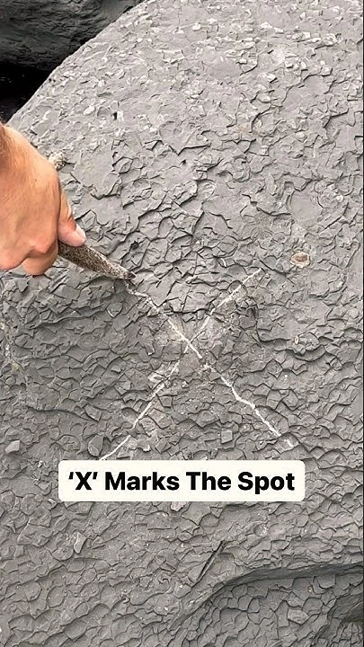 Shelly lore | Fandom