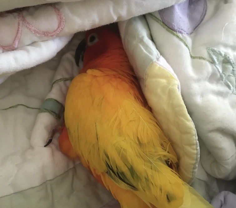 Ibetchi Skin!!! | Fandom