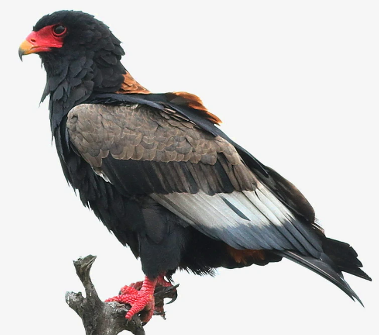 Bateleur Eagle Fyluf Skin :D | Fandom