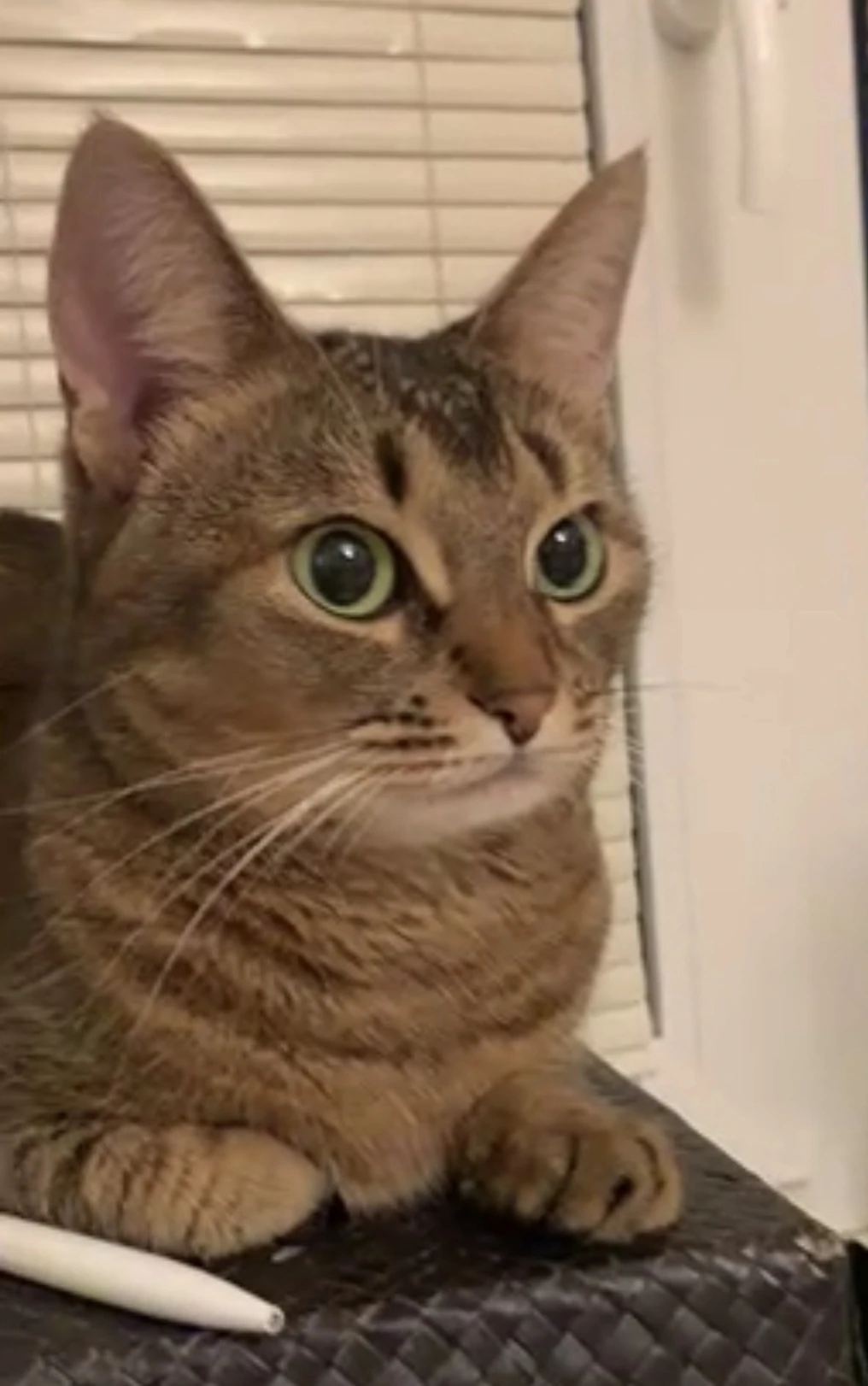 maria the cat | Fandom