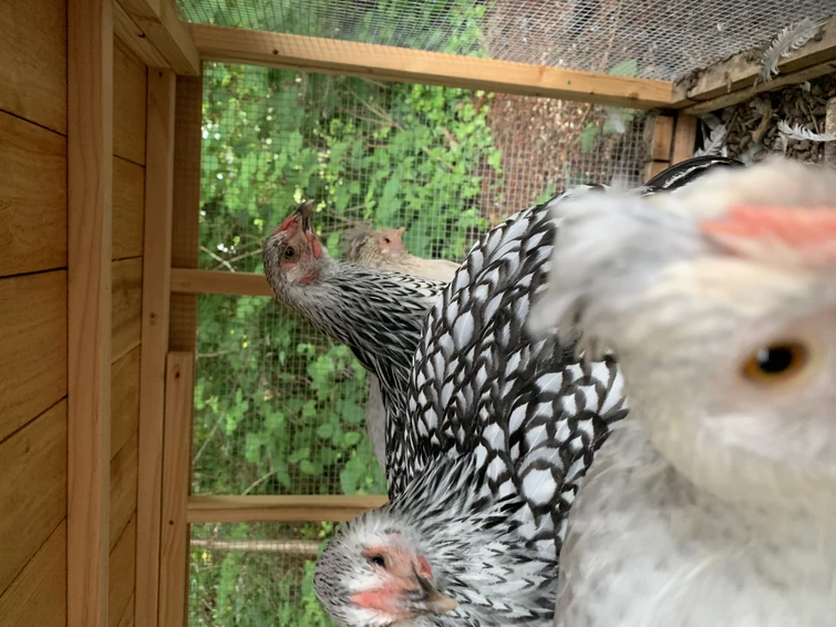 puffwump reveal | Fandom