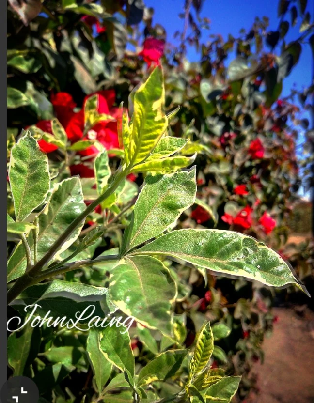 Indigenous Zambian flowers | Fandom