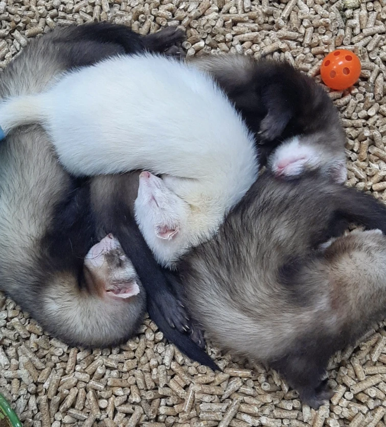 FERRET PILE! | Fandom